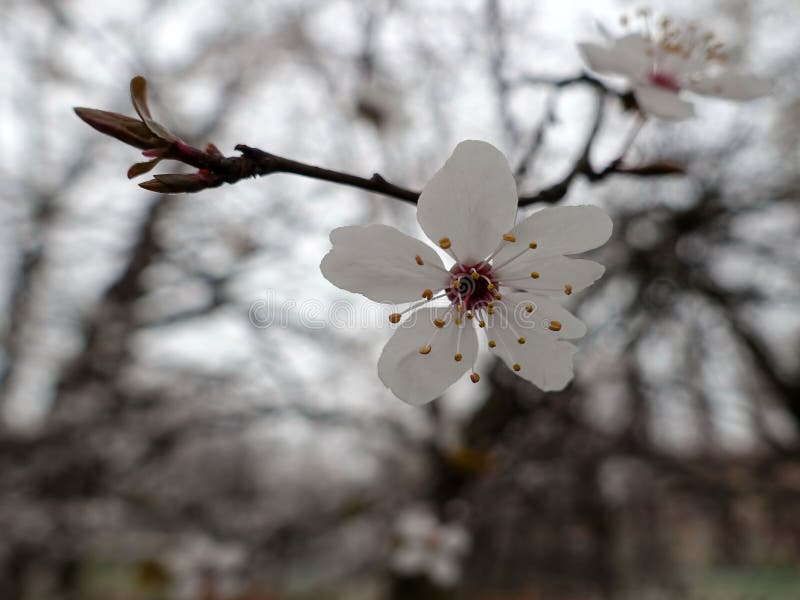Tree in Bloom, Beautiful White Spring Flowers Stock Photo - Image of ...