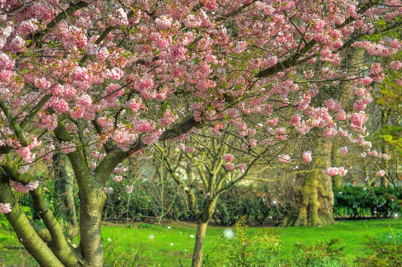 Pretty pink spring flowers stock image. Image of pink - 70837515