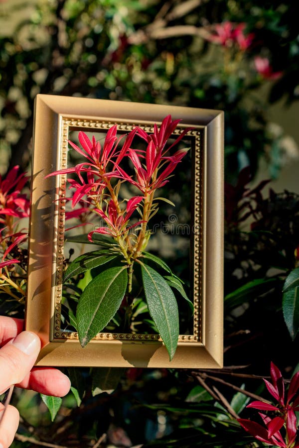 Tree Bloom Blossom Beautiful Flowers in a Frame Stock Image - Image of ...
