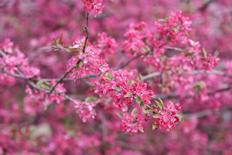 Tree in bloom stock photo. Image of bloom, macro, garden - 85008304