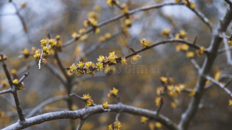 Yellow tree buds in nature stock photo. Image of close - 169417684