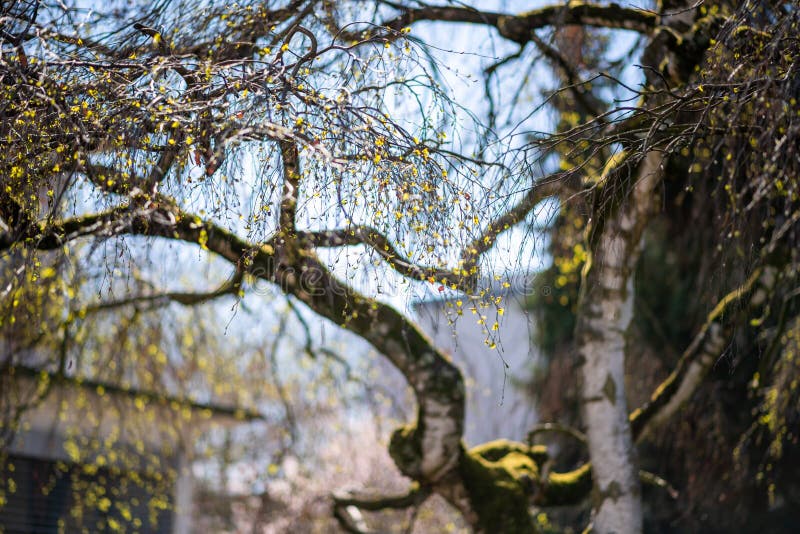 Tree in Bloom with Multiple Ready To Explode Leaf Buds Stock Image ...