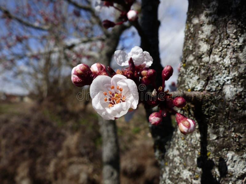 Tree in bloom in spring stock image. Image of spring - 117280331
