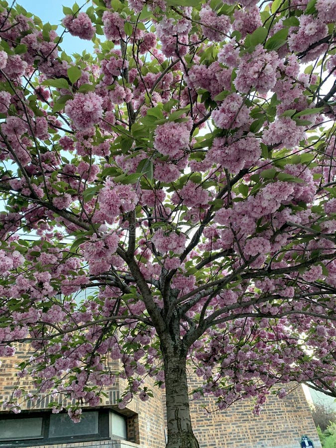 Spring tree in Paris stock image. Image of spring, paris - 179661855