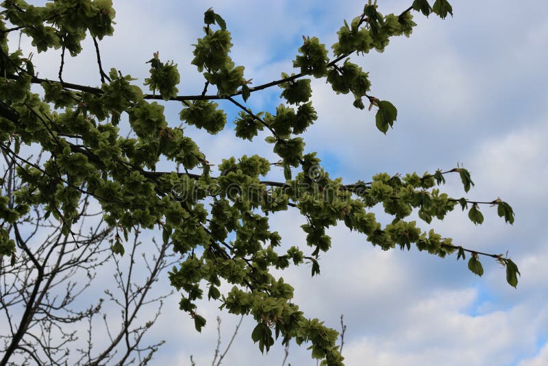 The Tree Bloomed in Spring with Round-shaped Flowers Stock Image ...
