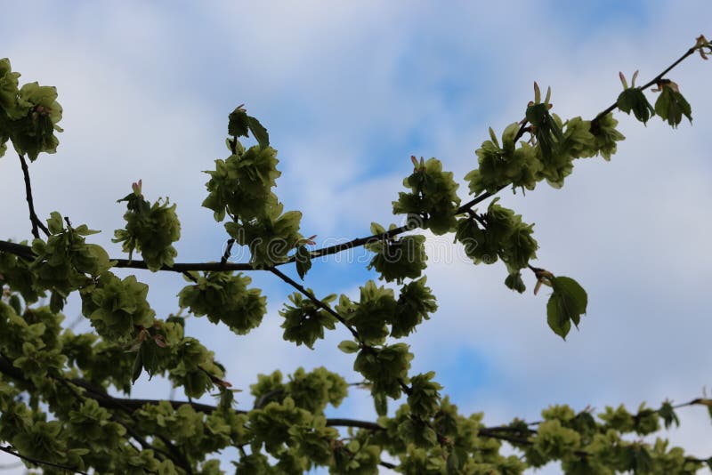 The Tree Bloomed in Spring with Round-shaped Flowers Stock Photo ...