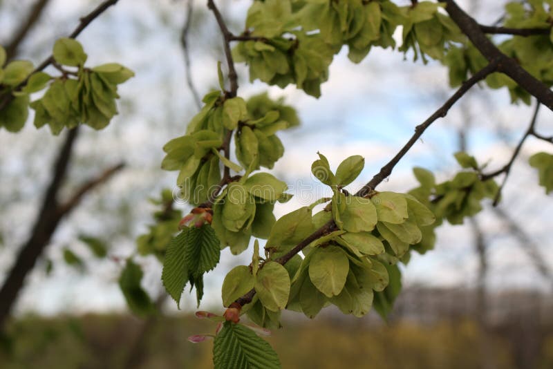 The Tree Bloomed in Spring with Round-shaped Flowers Stock Photo ...