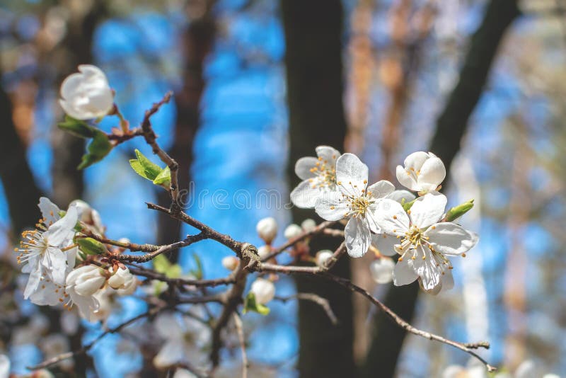 A Tree Blooming in the Forest in the Spring. Blooming Buds in Large ...