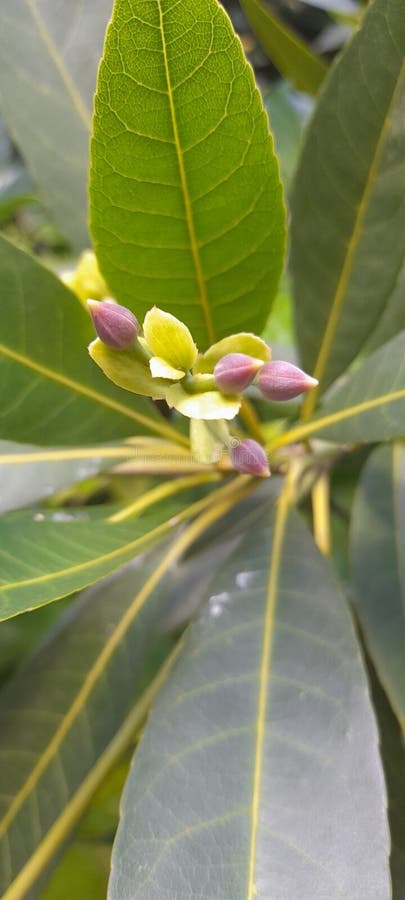 The Tree is Blooming Purple but Waiting for the Time To Bloom. Stock ...