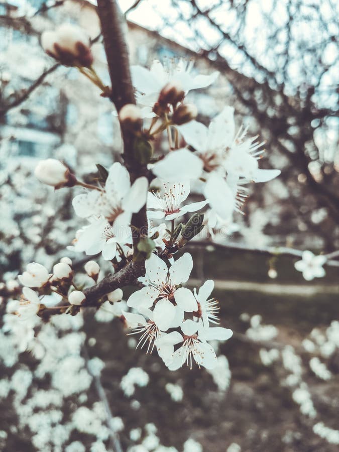 The Tree is Blooming with Soft Focus. Spring White Flowers on a Tree ...
