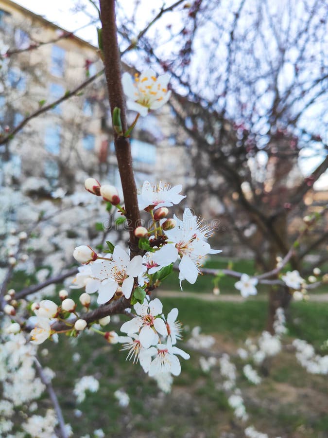 The Tree is Blooming with Soft Focus. Spring White Flowers on a Tree ...