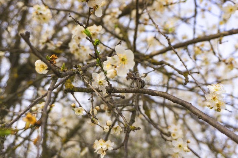 The Tree is Blooming with Soft Focus. Spring White Flowers on a Tree ...