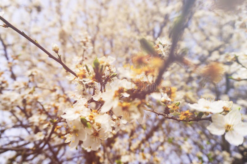 The Tree is Blooming with Soft Focus. Spring White Flowers on a Tree ...