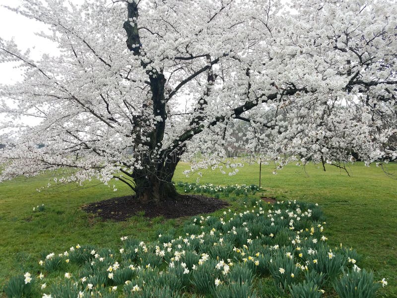 Tree Blooming with White Cherry Blossoms Outdoor with Grass Stock Image ...