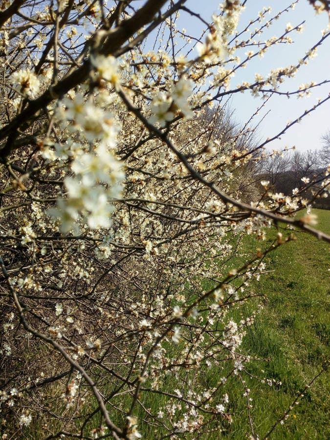 Tree blooming wood stock photo. Image of tree, nature - 178878428