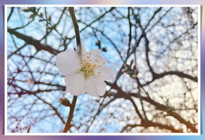 The Tree Blooms Early in February. Spring Flowers Stock Photo - Image ...