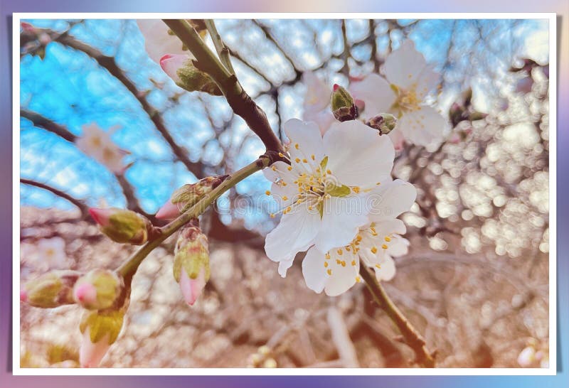 The Tree Blooms Early in February. Spring Flowers Stock Photo - Image ...