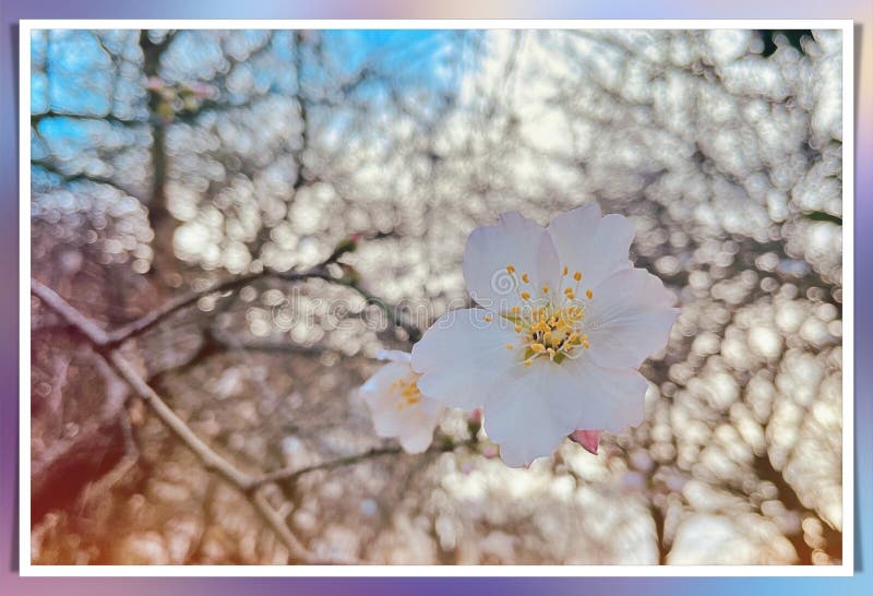 The Tree Blooms Early in February. Spring Flowers Stock Image - Image ...
