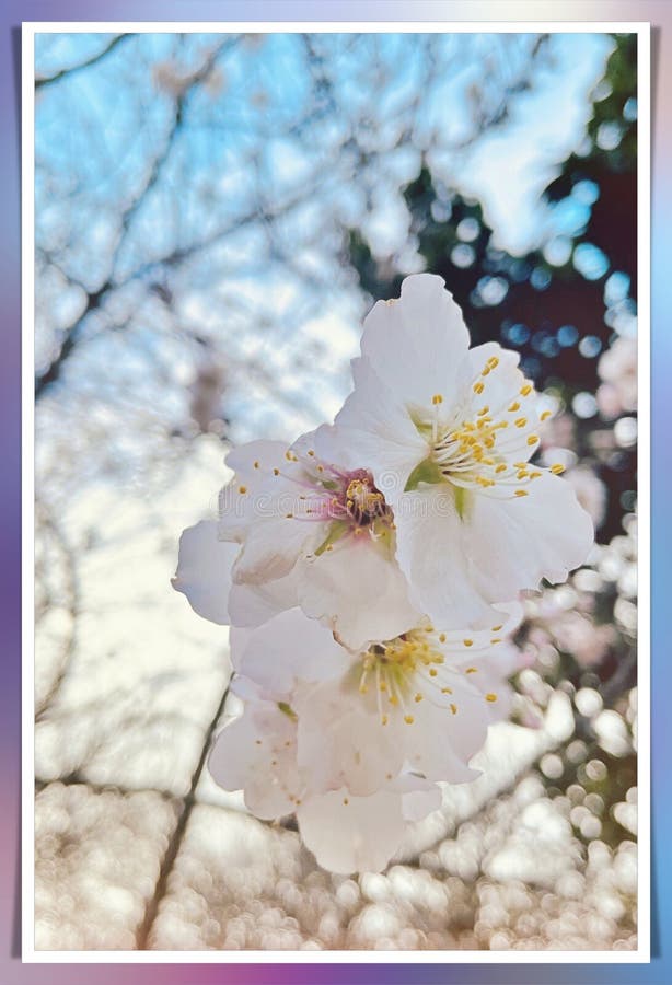 The Tree Blooms Early in February. Spring Flowers Stock Photo - Image ...