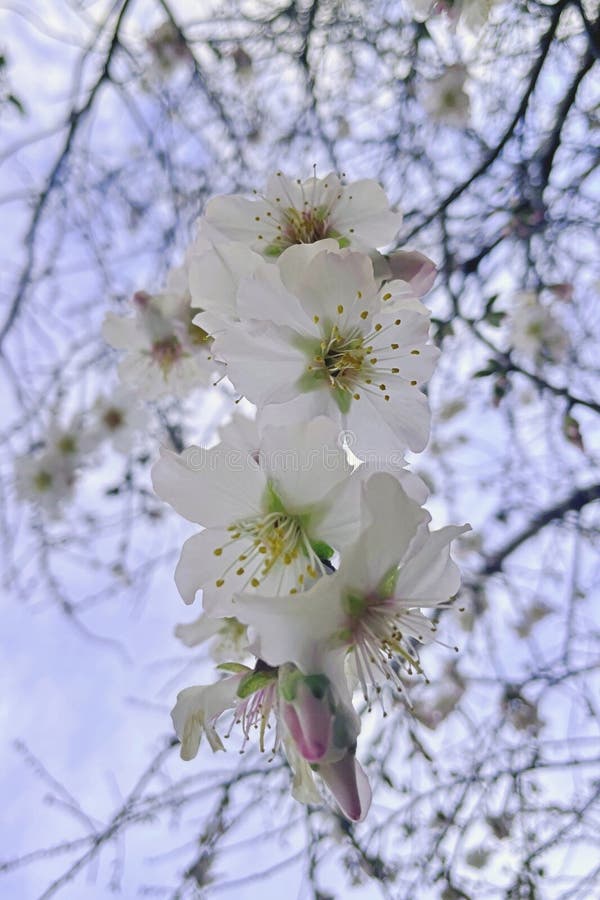 The Tree Blooms Early in February. Spring Flowers Stock Photo - Image ...