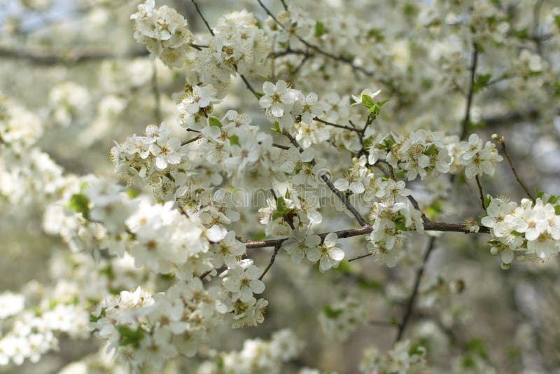 A Tree Blooms In Spring With White Flowers. Spring Flowering. A Tree ...