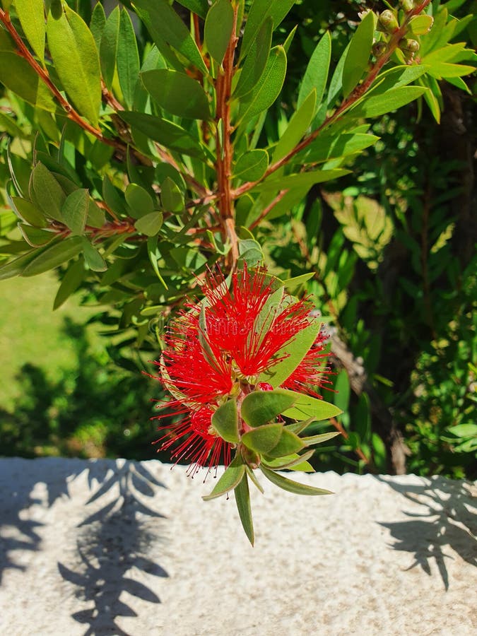 The Tree Blooms with an Unusual Red Flower Stock Image - Image of ...