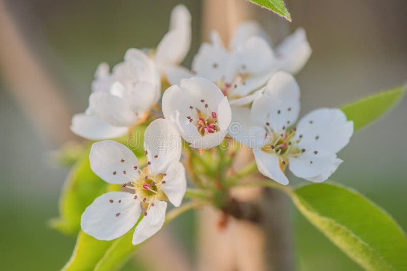 Tree Blooms with White Flowers in Spring. Nature in April Stock Image ...