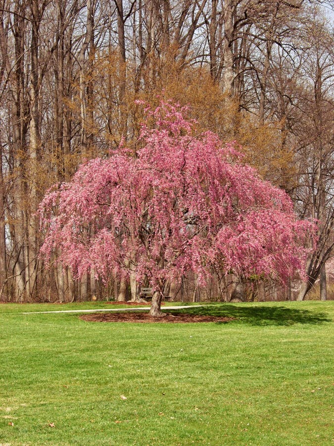 Tree blossom stock photo. Image of small, nectar, macro - 507954