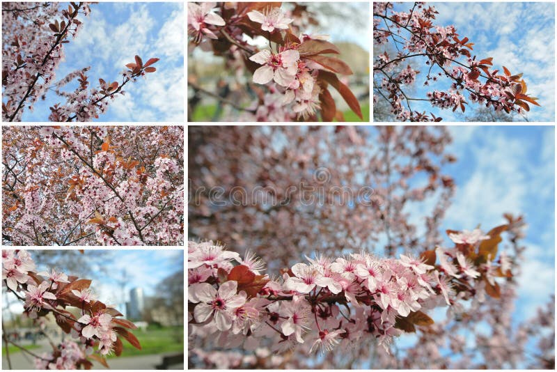 Tree in Blossom in Early Spring; Photo Collage Stock Photo - Image of ...