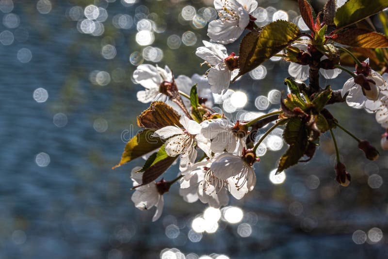 Tree blossom in spring stock photo. Image of background - 267643762