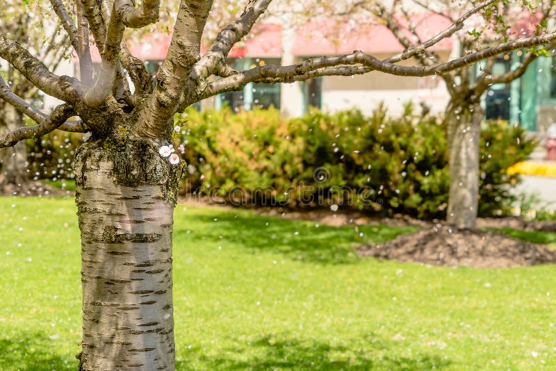 Tree Blossoms in Bloom during the Spring Stock Photo - Image of forest ...