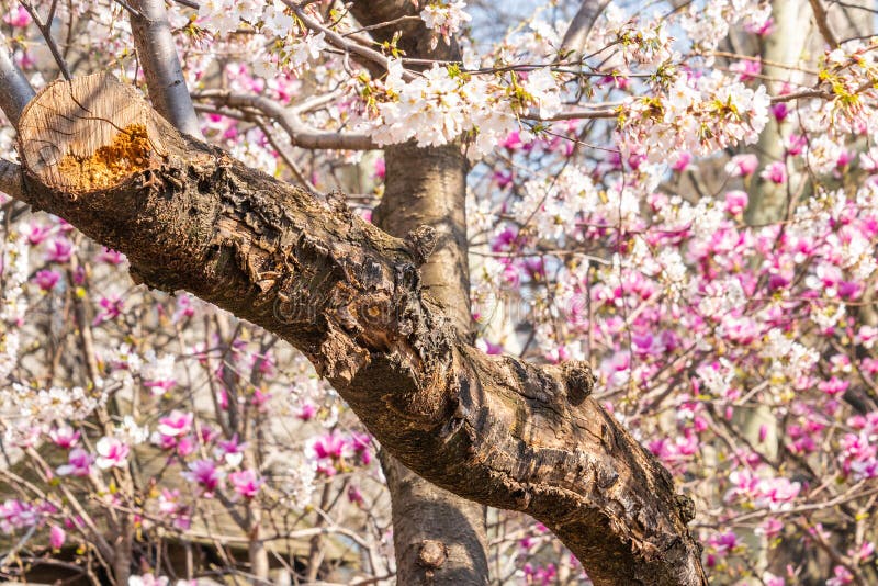 Tree Blossoms in Bloom during the Spring Stock Photo - Image of silence ...