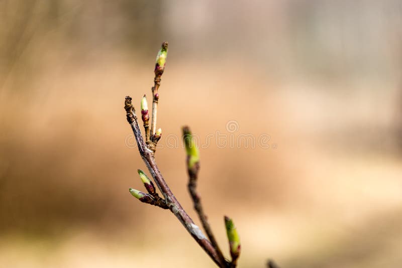 Tree Blossoms and First Leaves Stock Image - Image of country ...