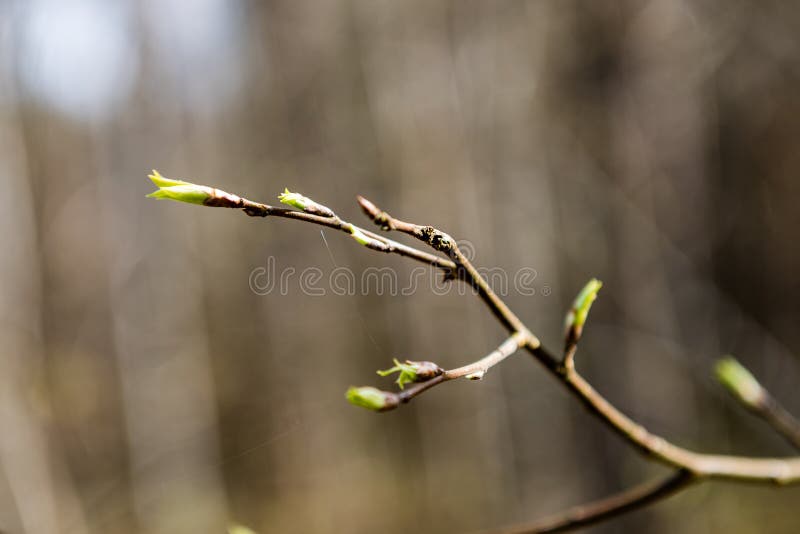 Tree Blossoms and First Leaves Stock Photo - Image of country, field ...