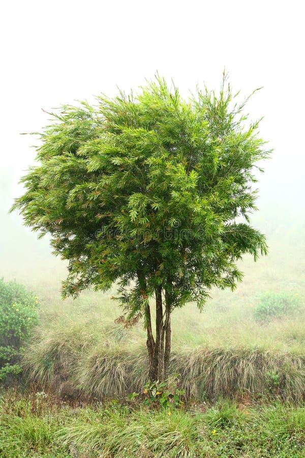 Tree blowing in breeze stock photo. Image of leaf, breeze - 15534348
