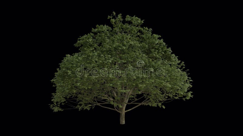 Beech Tree Blowing in the Wind. Wind Blows the Tree. Alpha Channel ...