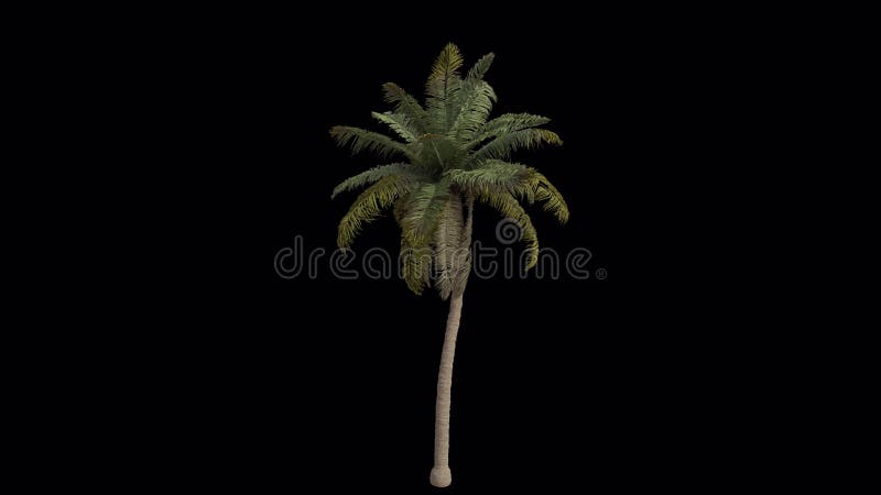 Coconut Tree Blowing in the Wind. Wind Blows the Tree. Alpha Channel ...