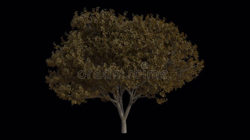 Japanese Cherry Tree Blowing in the Wind. Wind Blows the Tree. Alpha ...