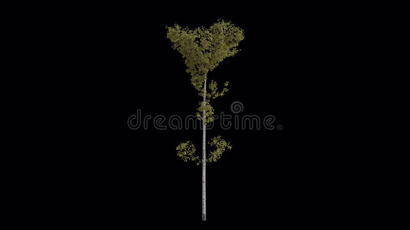 Trembling Aspen Tree Blowing in the Wind. Alpha Channel. Loop Animation ...