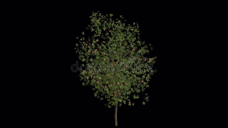 Apple Tree Blowing in the Wind. Alpha Channel. Loop Animation Stock ...