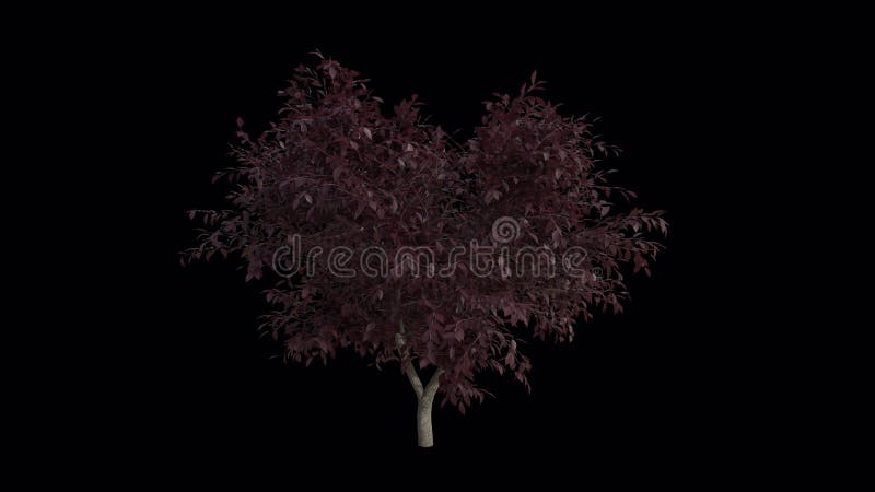 Cherry Plum Tree Blowing in the Wind. Wind Blows the Tree. Alpha ...