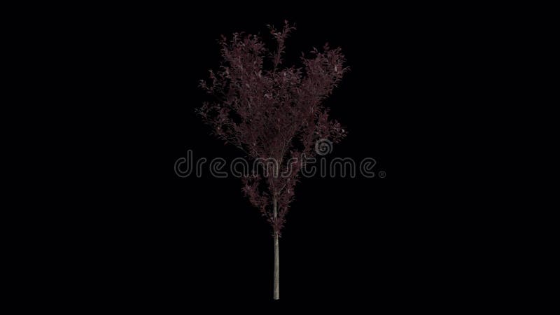 Cherry Plum Tree Blowing in the Wind. Wind Blows the Tree. Alpha ...