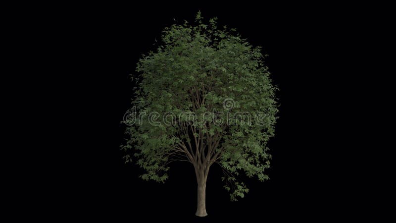 Turkey Oak Tree Blowing in the Wind. Wind Blows the Tree. Alpha Channel ...