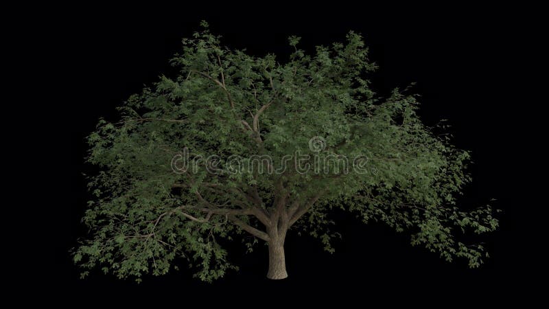 Turkey Oak Tree Blowing in the Wind. Wind Blows the Tree. Alpha Channel ...