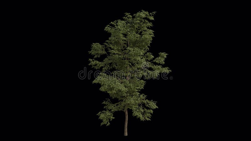 Black Locust Tree Blowing in the Wind. Wind Blows the Tree. Alpha ...