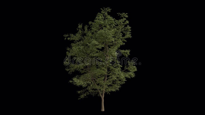 Black Locust Tree Blowing in the Wind. Wind Blows the Tree. Alpha ...