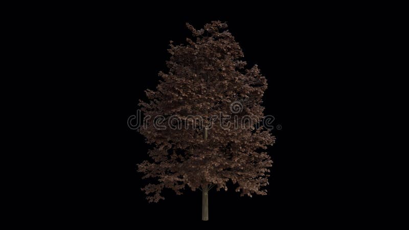 European Lime Tree Blowing in the Wind. Wind Blows the Tree. Alpha ...