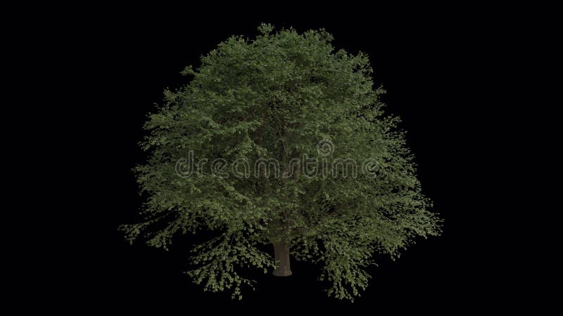 European Lime Tree Blowing in the Wind. Wind Blows the Tree. Alpha ...