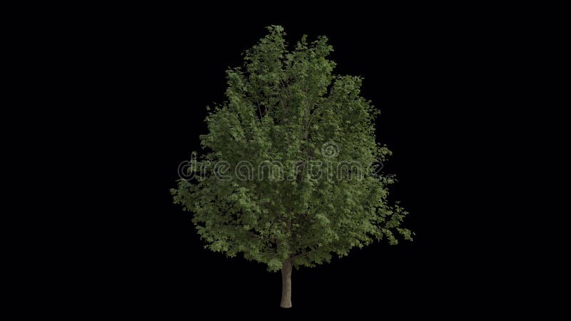 Field Elm Tree Blowing in the Wind. Wind Blows the Tree. Alpha Channel ...