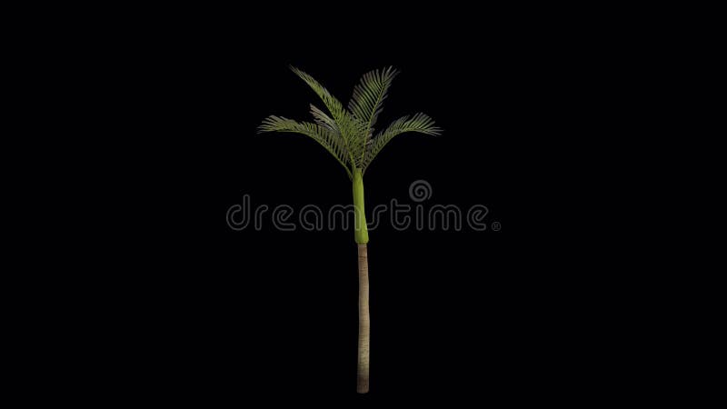 Areca Tree Blowing in the Wind. Wind Blows the Tree. Alpha Channel ...